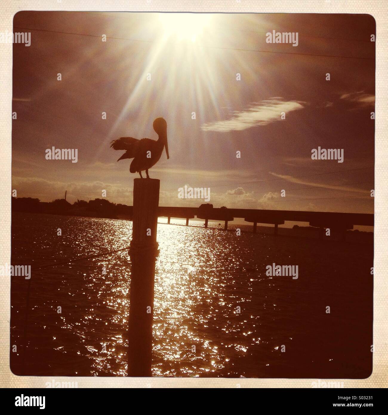 Bird sunset hi-res stock photography and images - Alamy