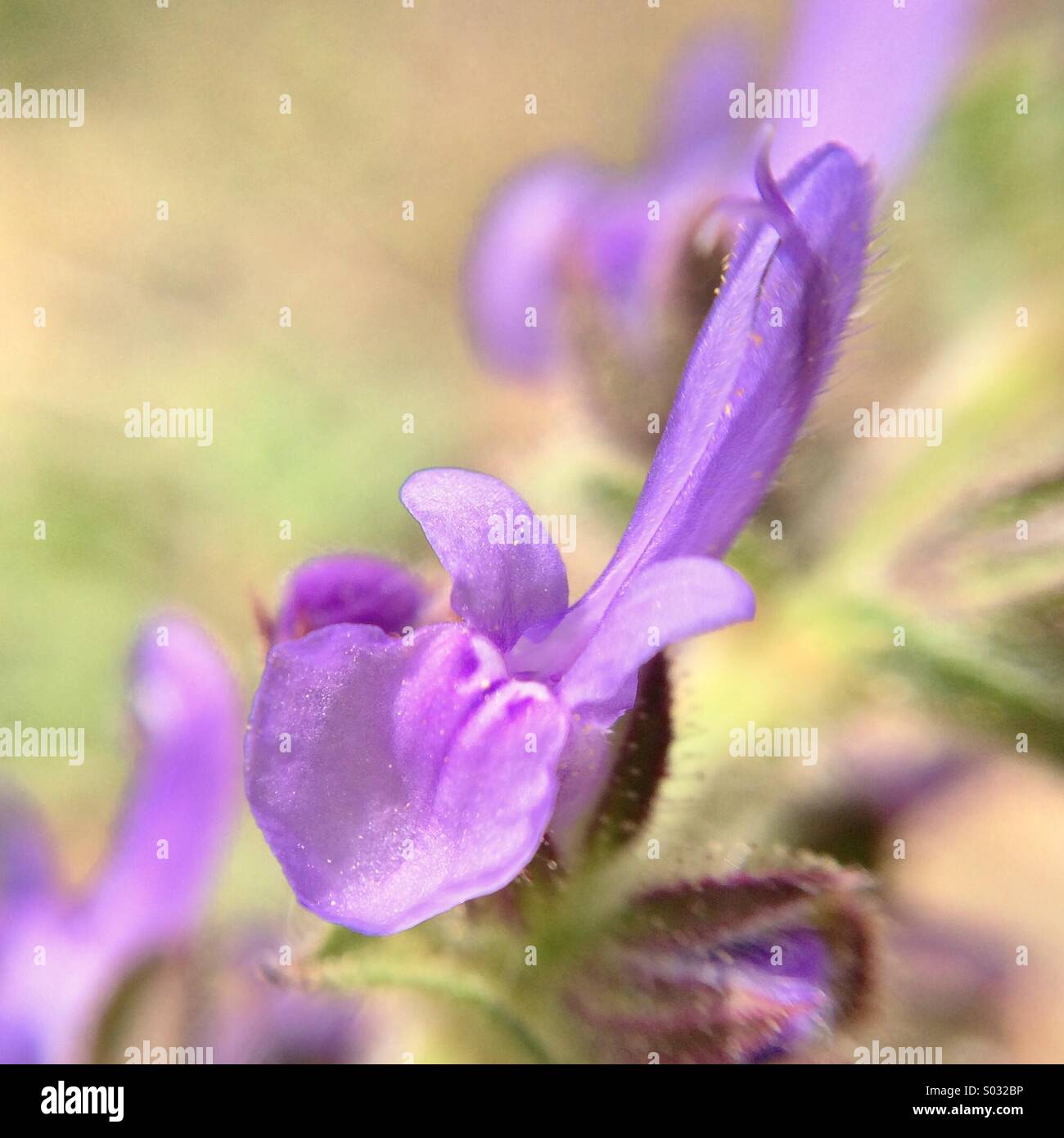 Purple lite hi-res stock photography and images - Alamy