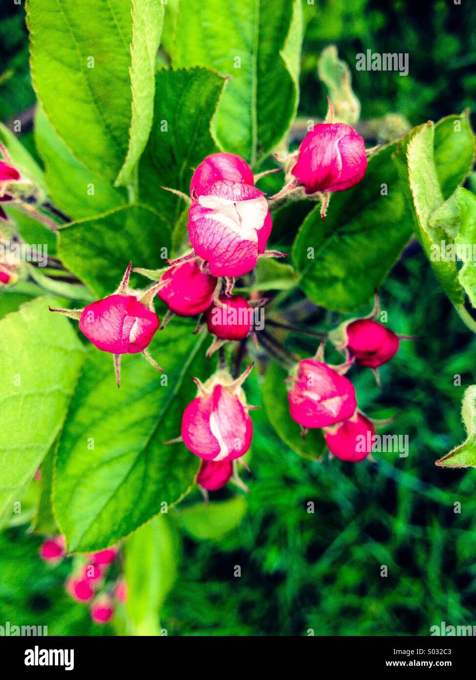 Blossom sun hi-res stock photography and images - Alamy