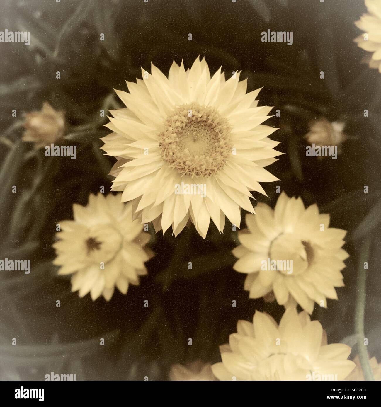 Everlasting daisy hi-res stock photography and images - Alamy