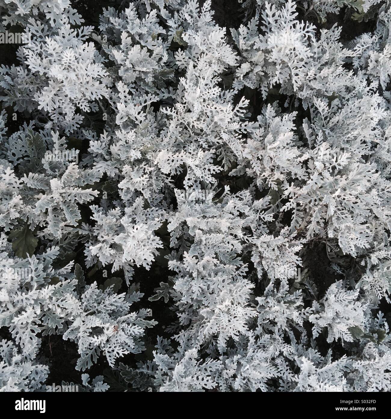 Cineraria Silver Leaf (Senecio cineraria Stock Photo - Alamy Cineraria Silver Leaf (Senecio cineraria Stock Photo - Alamy