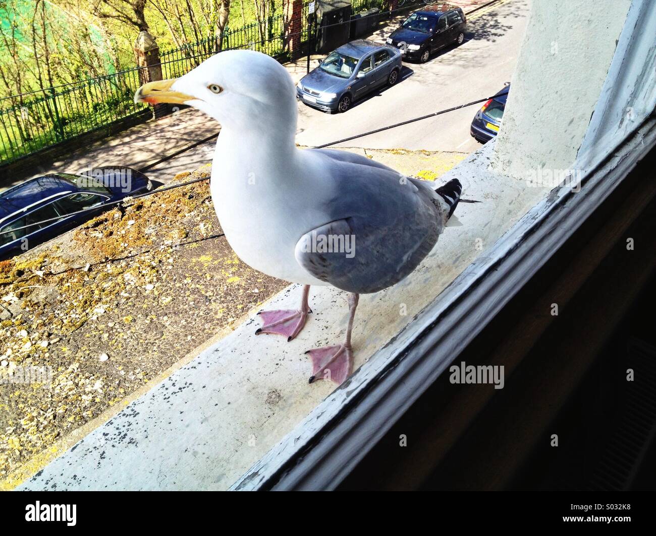 Seagull on window sill hi-res stock photography and images - Alamy