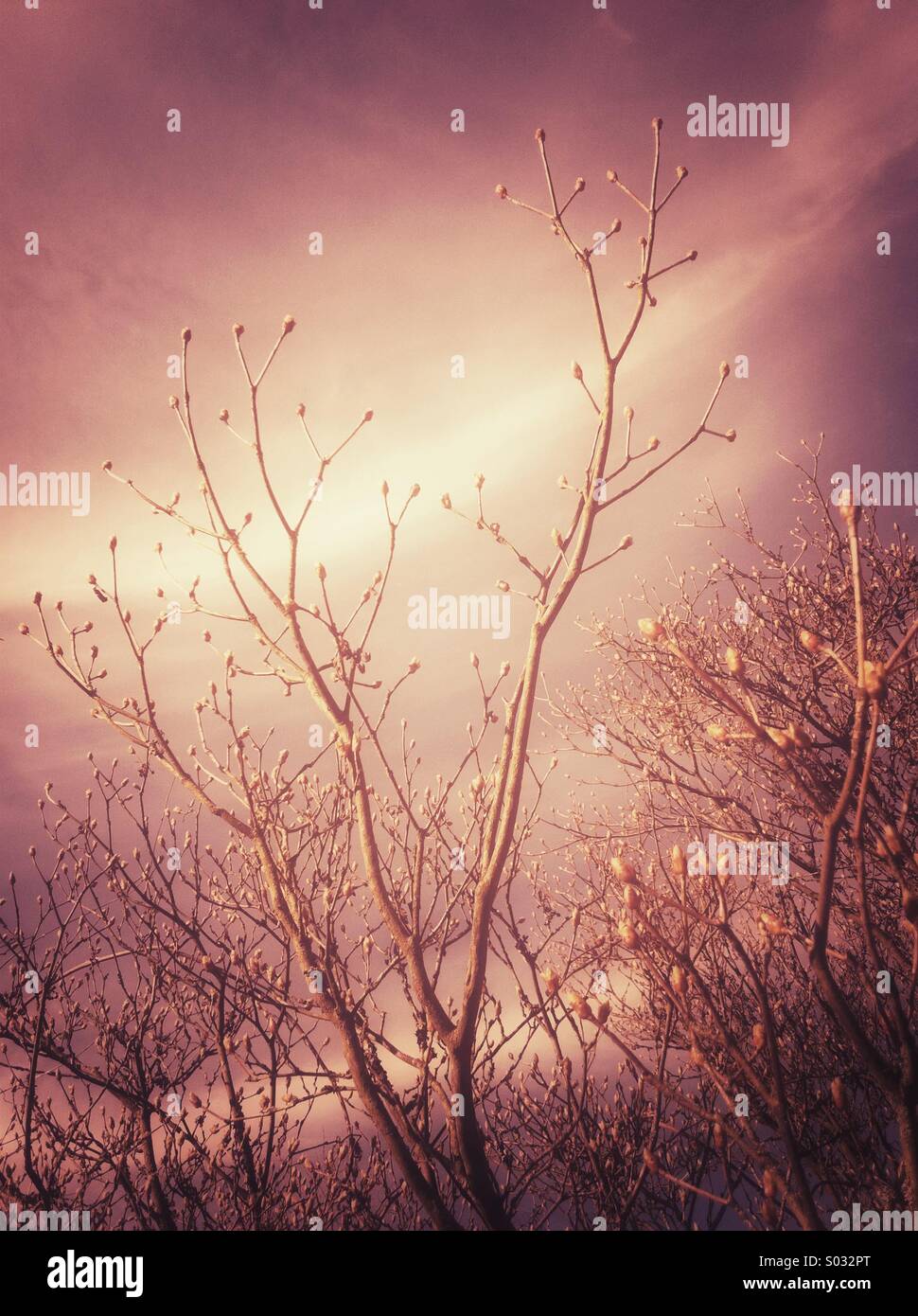 Buds and branches hi-res stock photography and images - Alamy