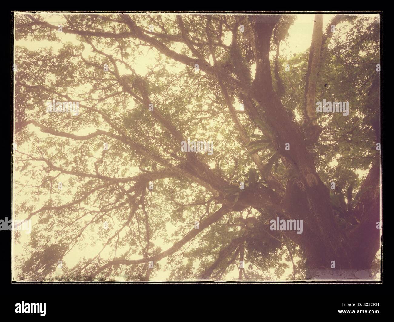 Jungle tree hi-res stock photography and images - Alamy