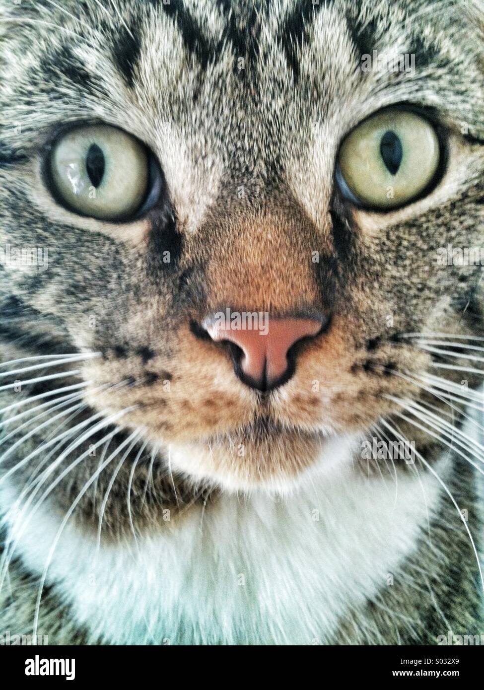 Tabby cat face close up Stock Photo - Alamy