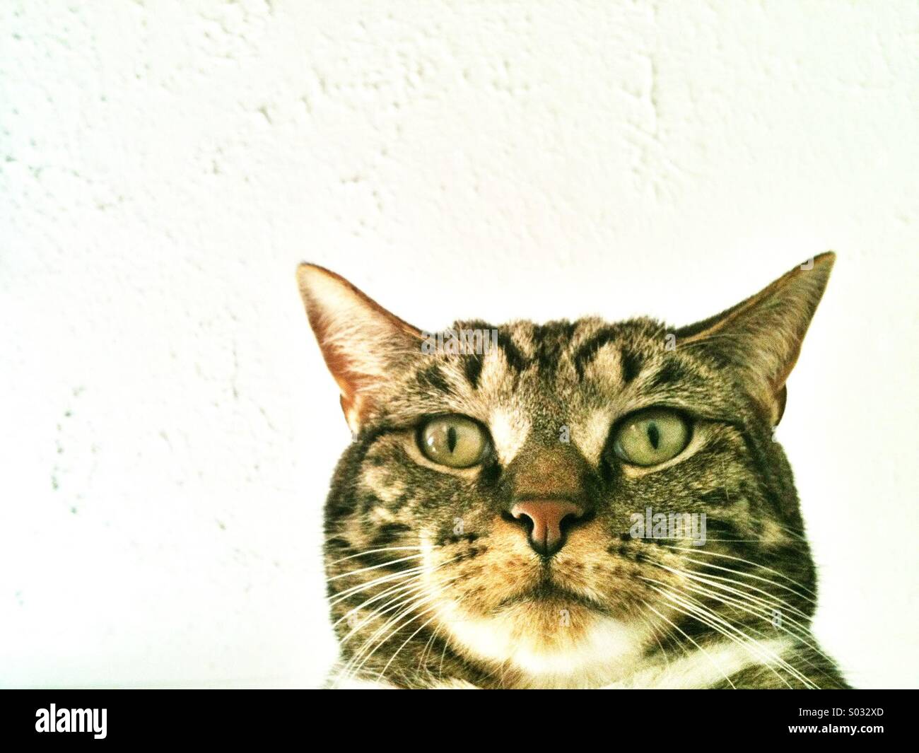 Tabby cat portrait Stock Photo - Alamy