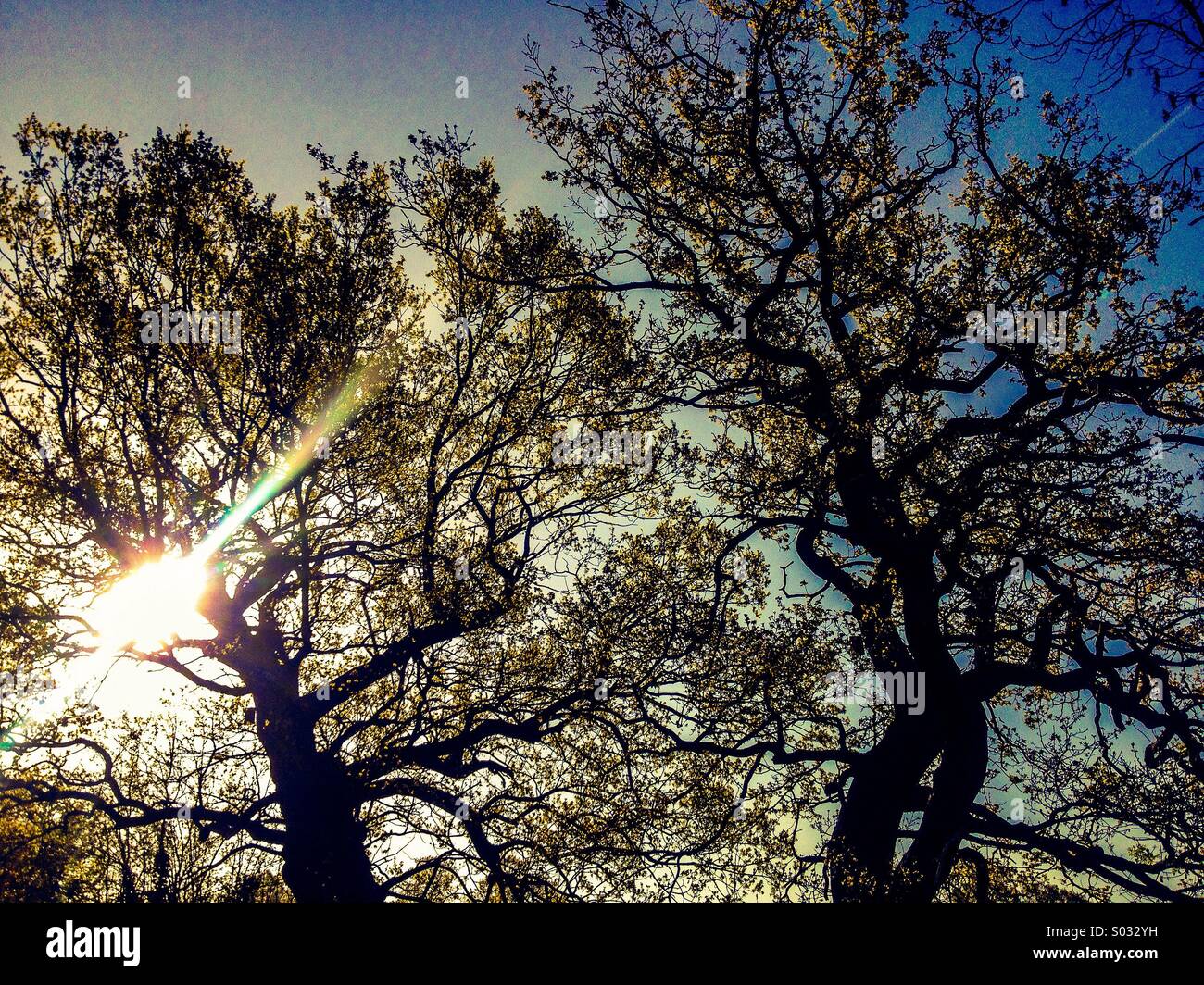 Trees with sunshine streaming through branches Stock Photo - Alamy