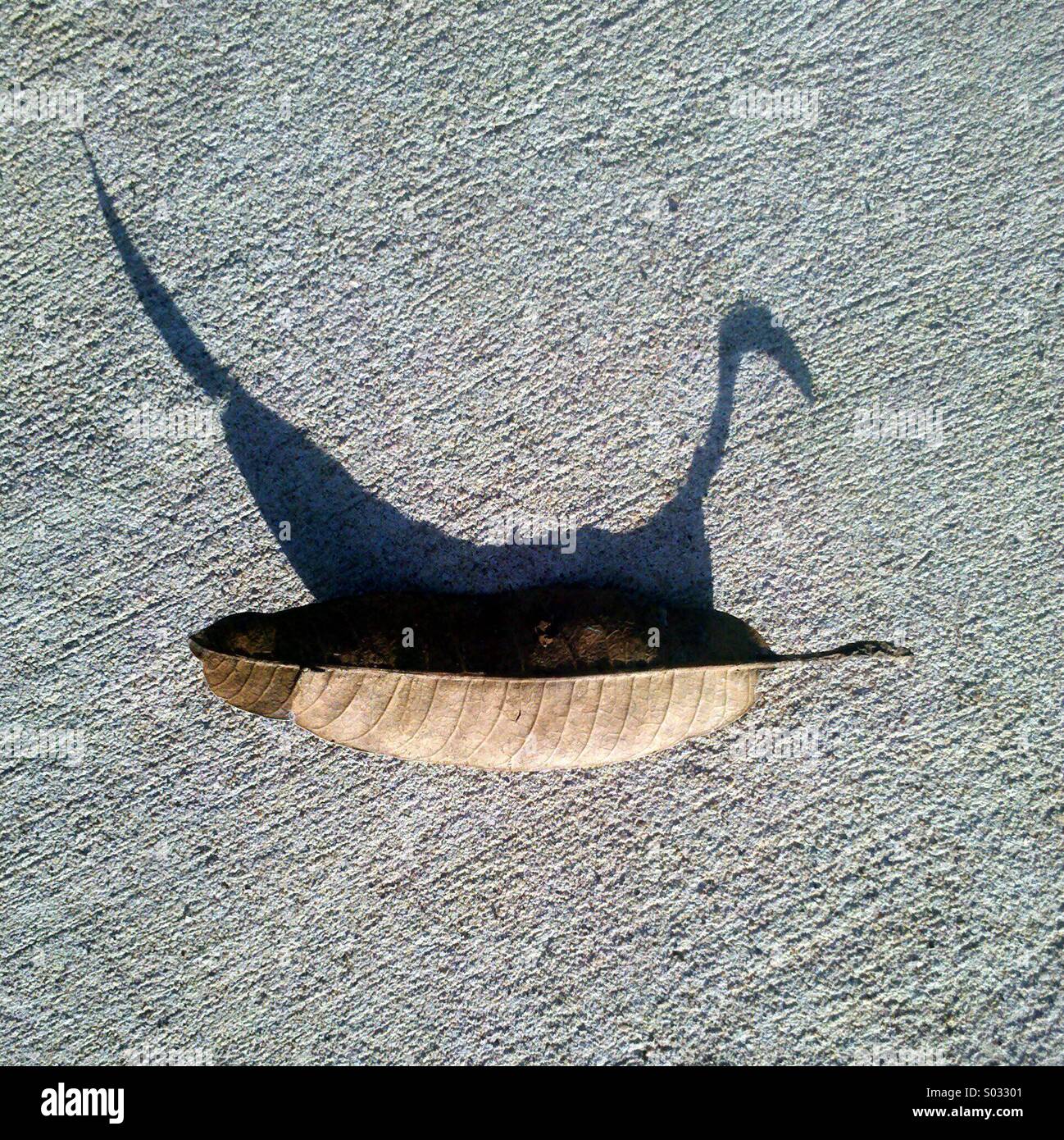 Shadow looking like a bird Stock Photo - Alamy