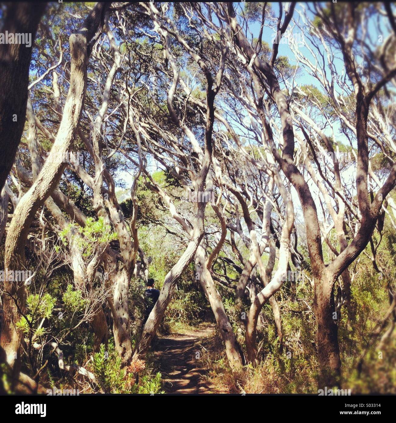 Moonah trees hi-res stock photography and images - Alamy