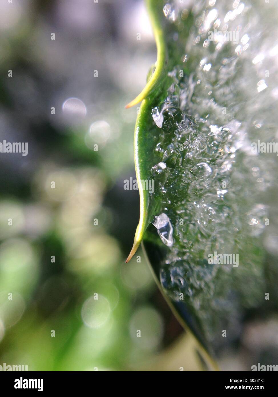 Spring of holly hi-res stock photography and images - Alamy