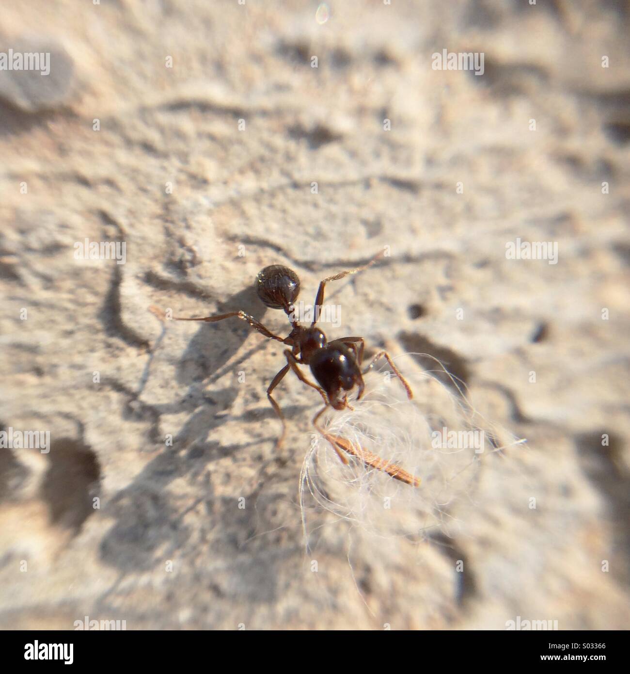 Ant carrying food hi-res stock photography and images - Alamy