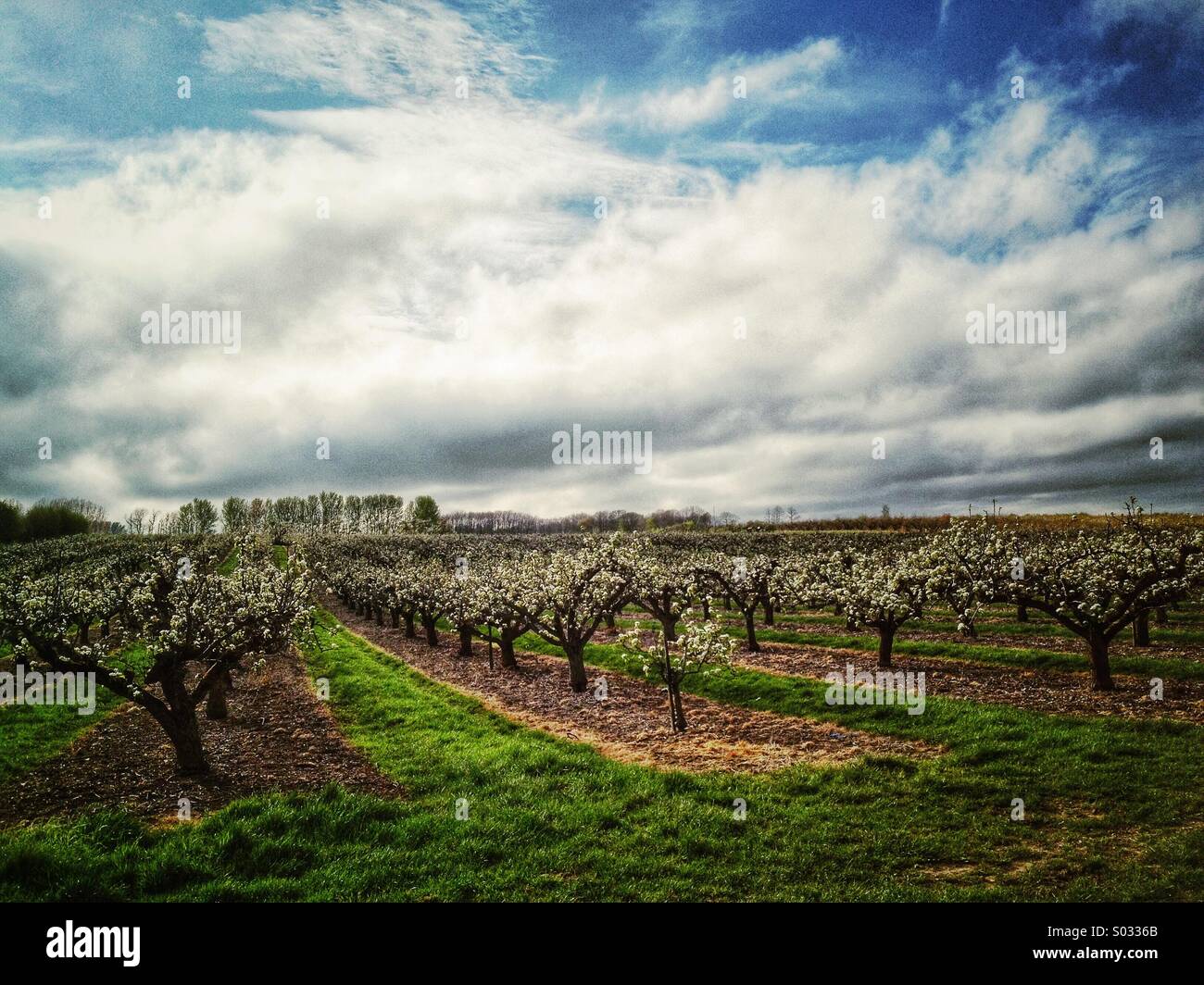 Orchard in spring, Kent, England Stock Photo - Alamy