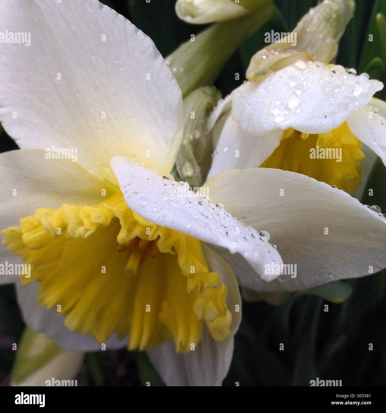 Daffodils in rain Stock Photo - Alamy
