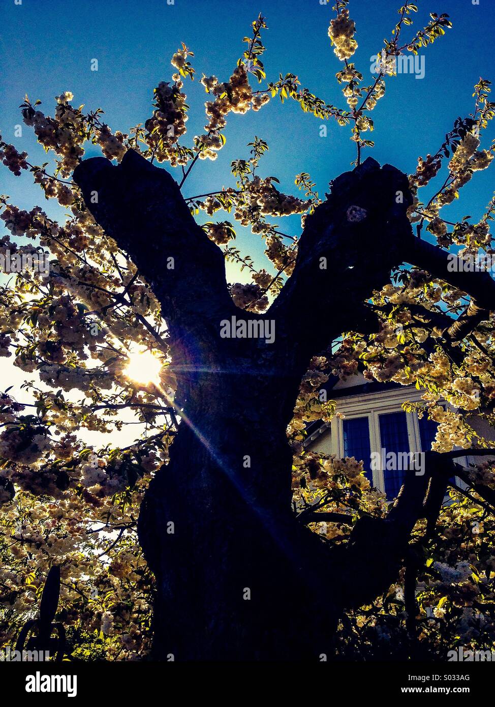 Suburban tree hi-res stock photography and images - Alamy