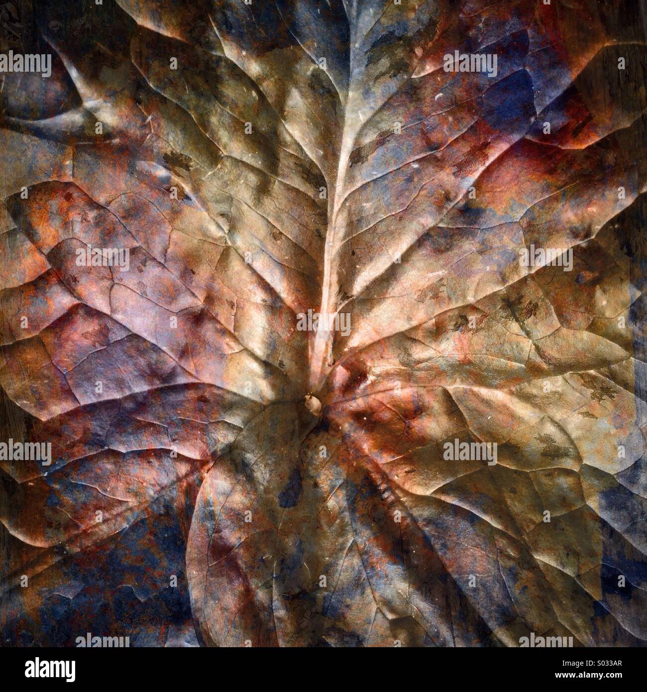 Foliage variations hi-res stock photography and images - Alamy