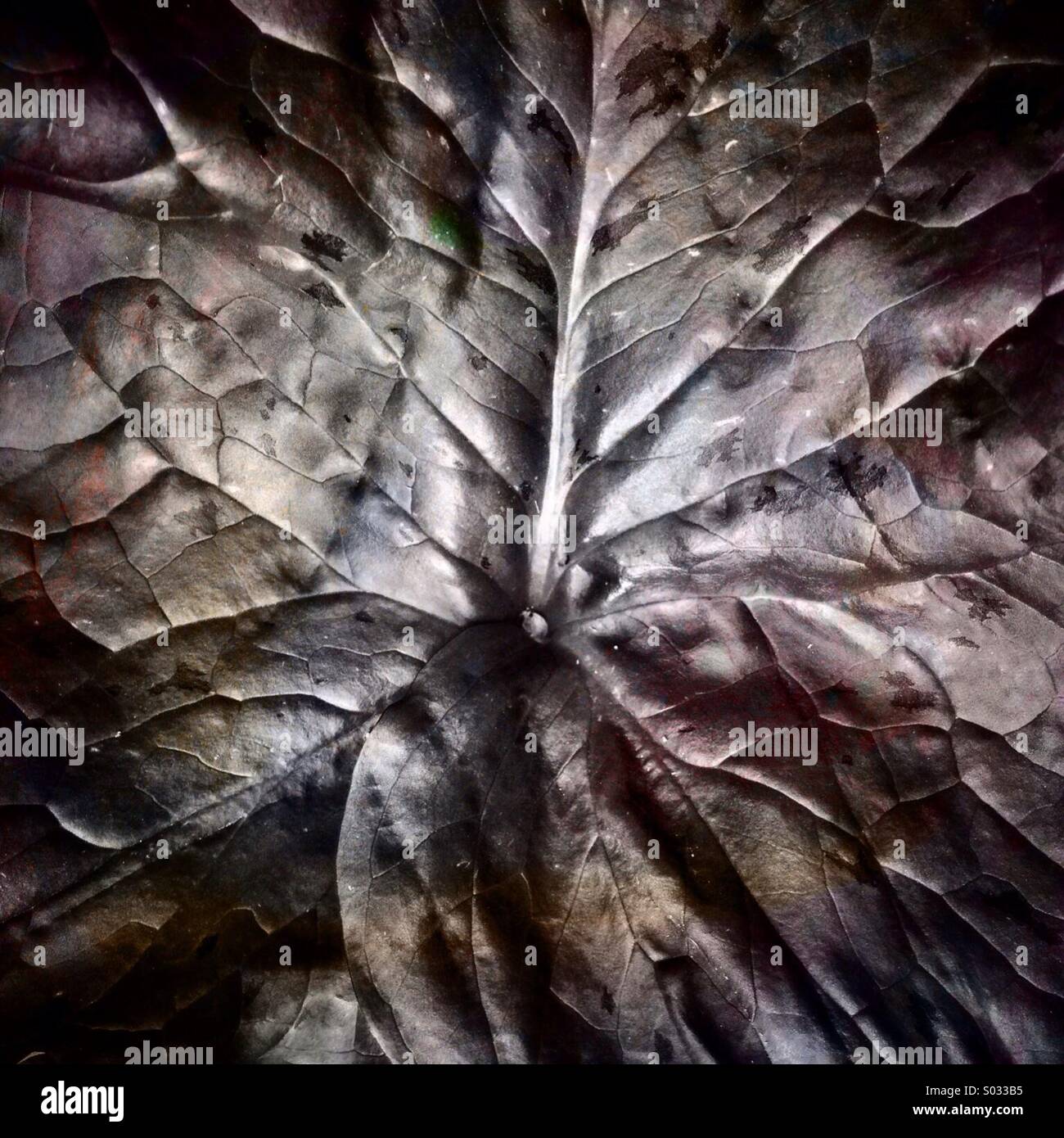 Metal Leaf Variations Stock Photo - Alamy