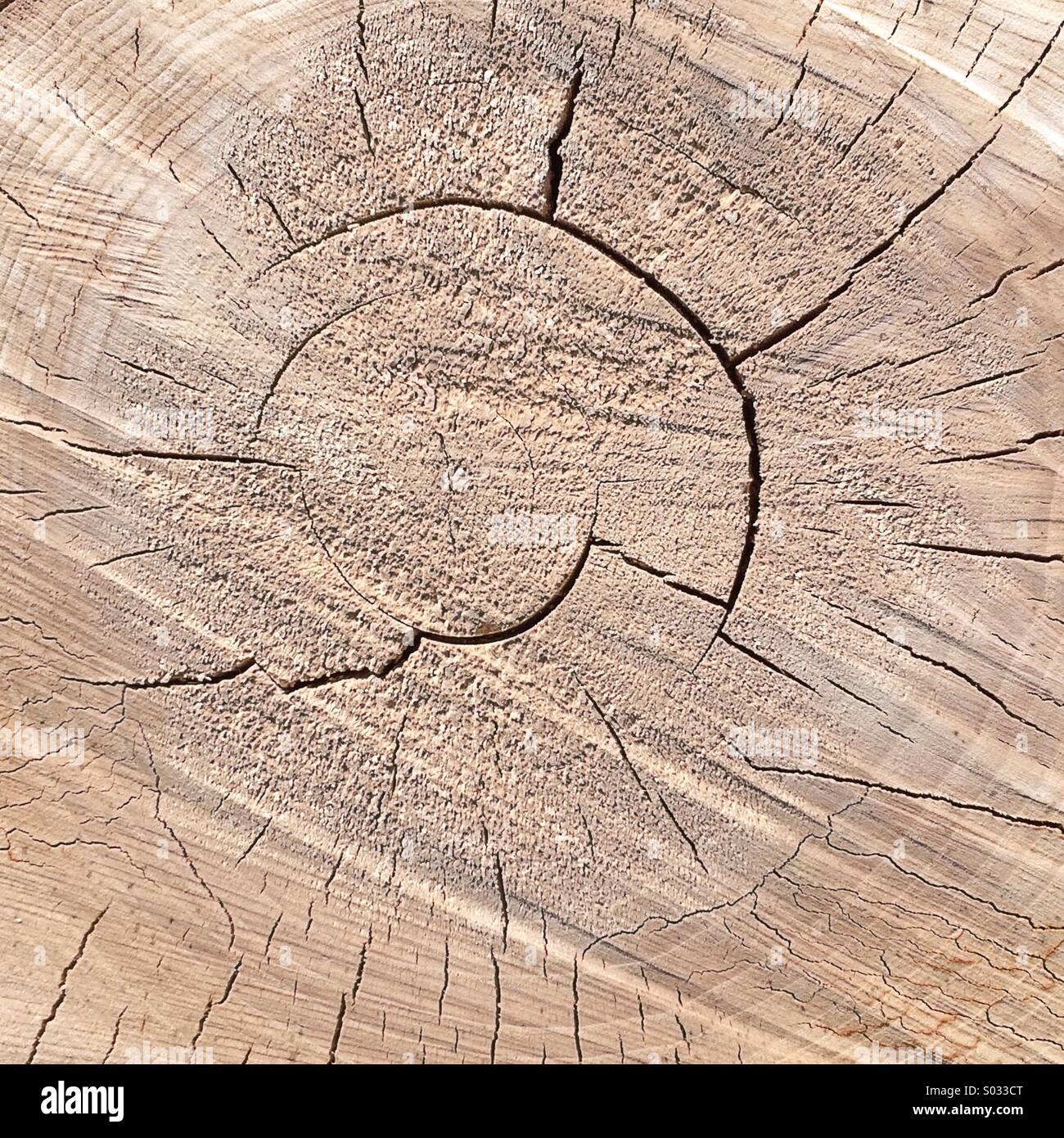 Tree trunk rings hi-res stock photography and images - Alamy