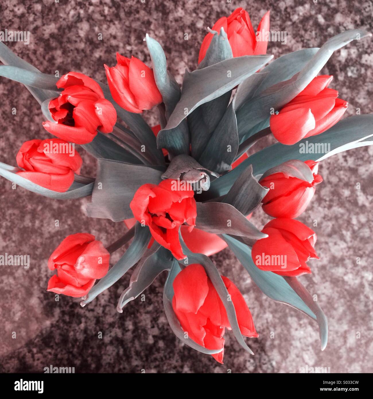 Red tulips in a vase from above Stock Photo - Alamy