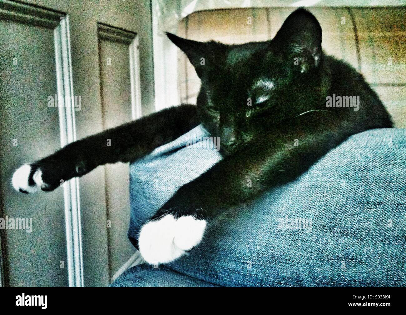 A cat having a nap Stock Photo - Alamy