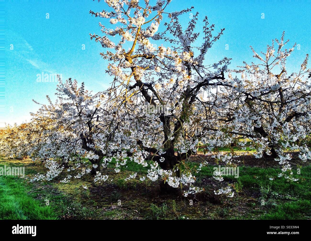 What spring does to cherry trees hi-res stock photography and images ...