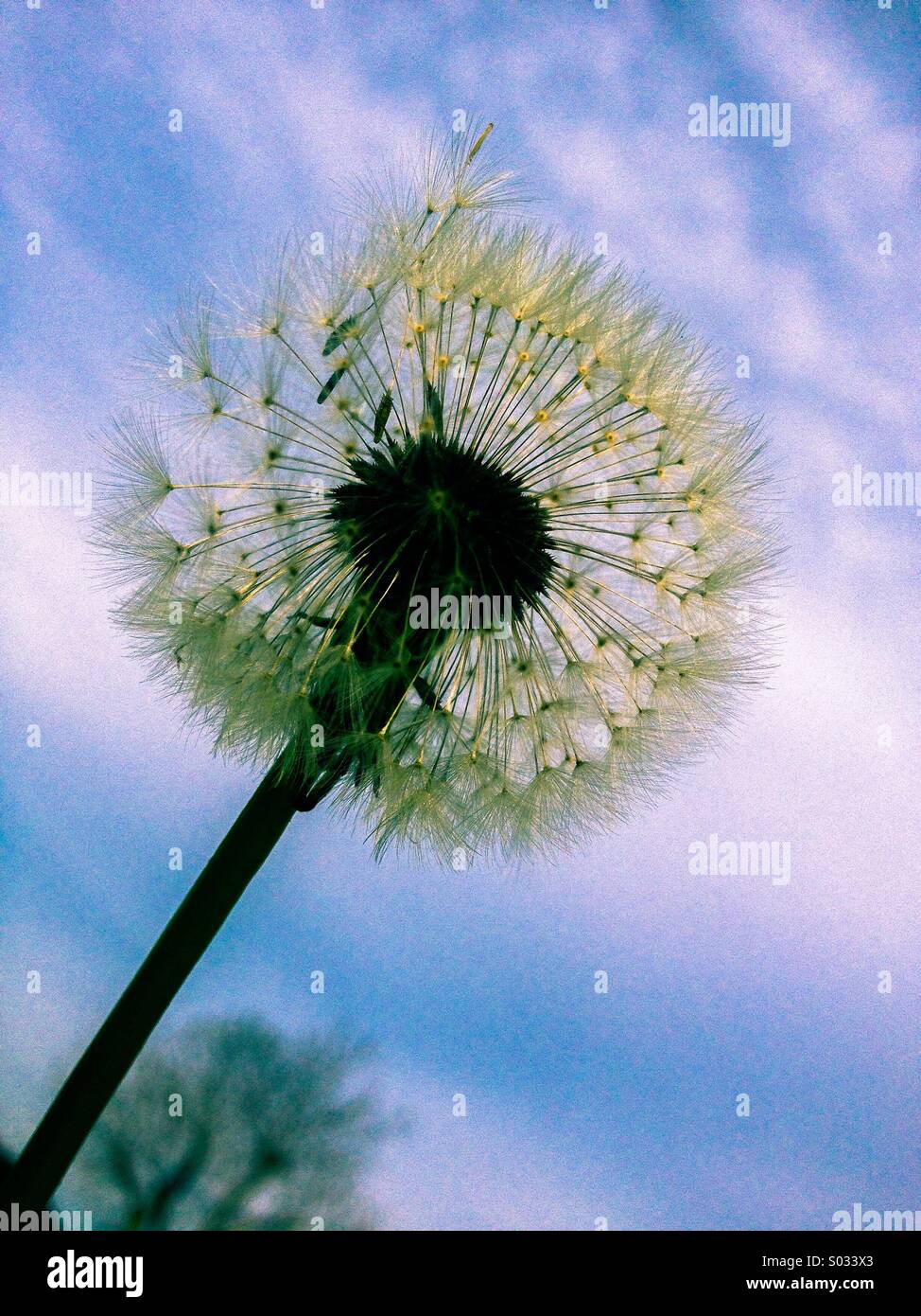 Dandelion seeds starting to fly off a seed head Stock Photo - Alamy
