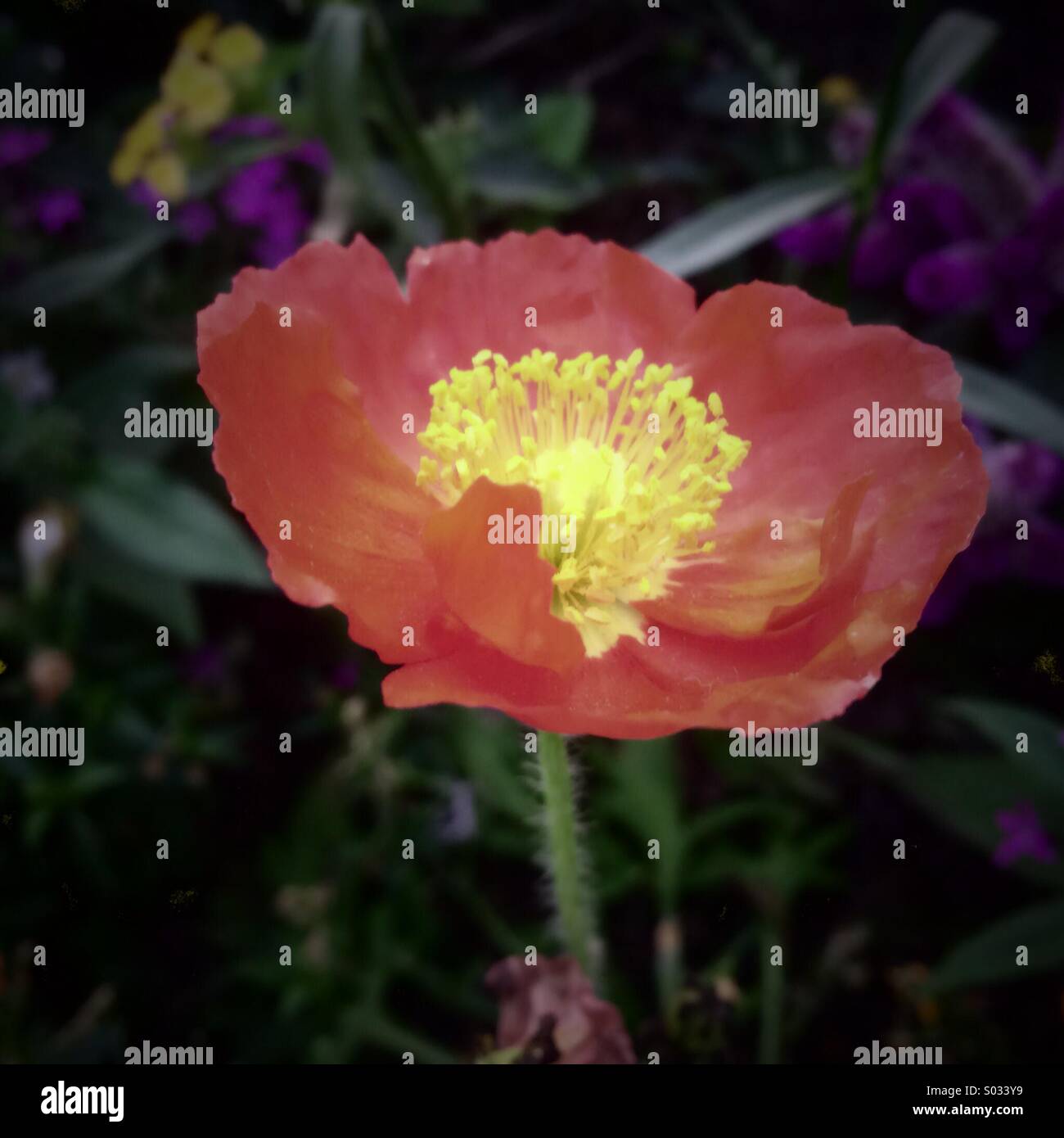 Red flower stalks hi-res stock photography and images - Alamy