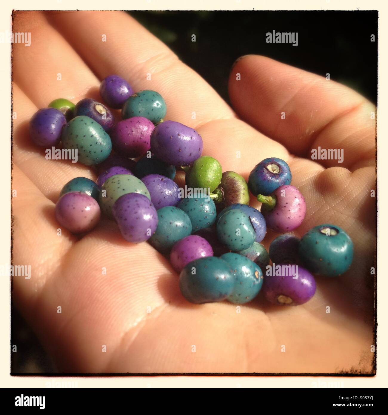 Berries in hand hi-res stock photography and images - Alamy