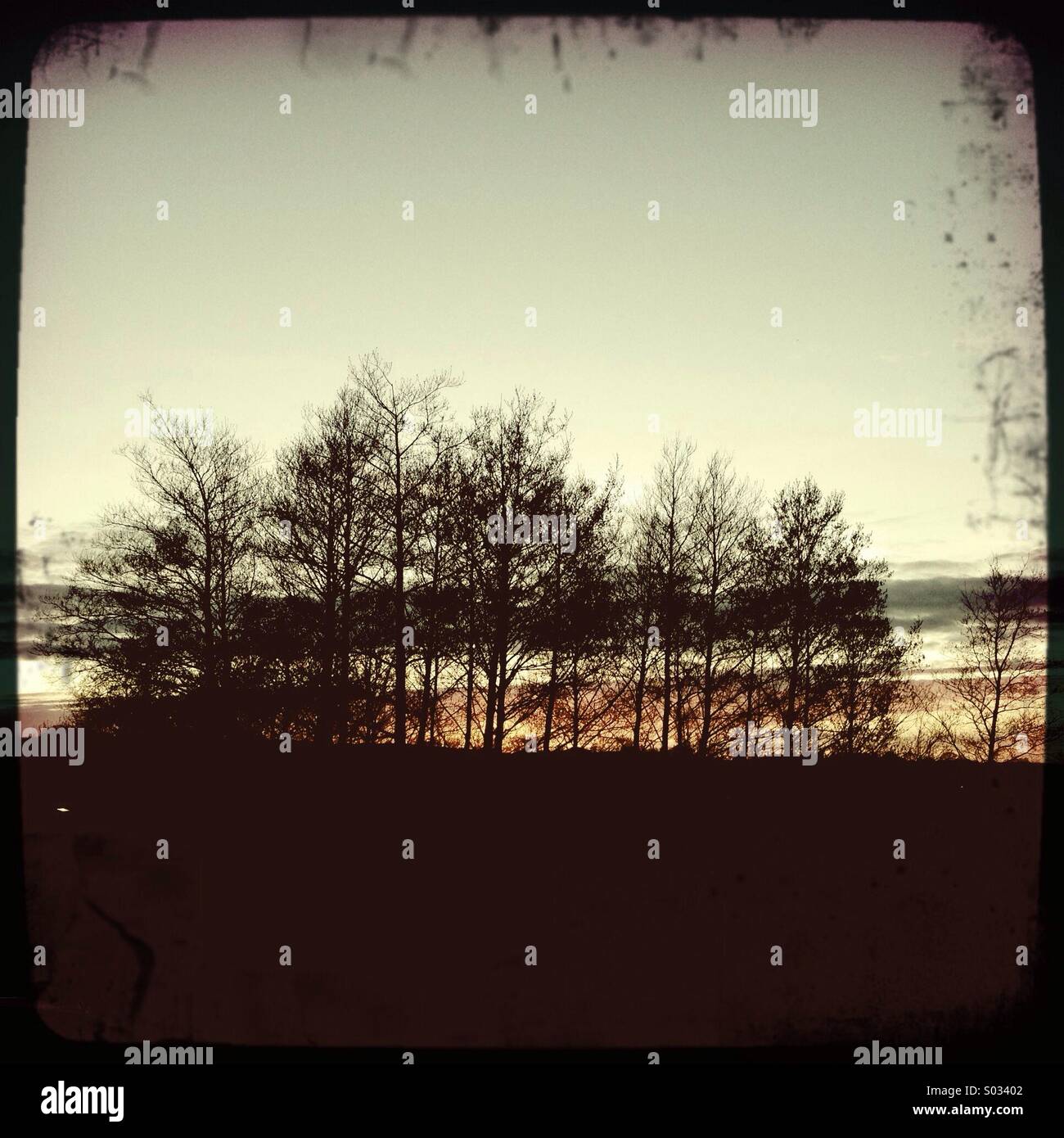 Faded trees hi-res stock photography and images - Alamy