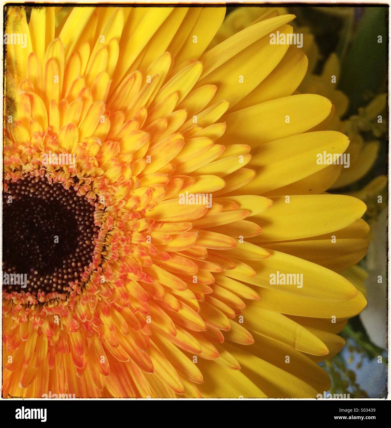 Gerbera daisy capitulum hi-res stock photography and images - Alamy
