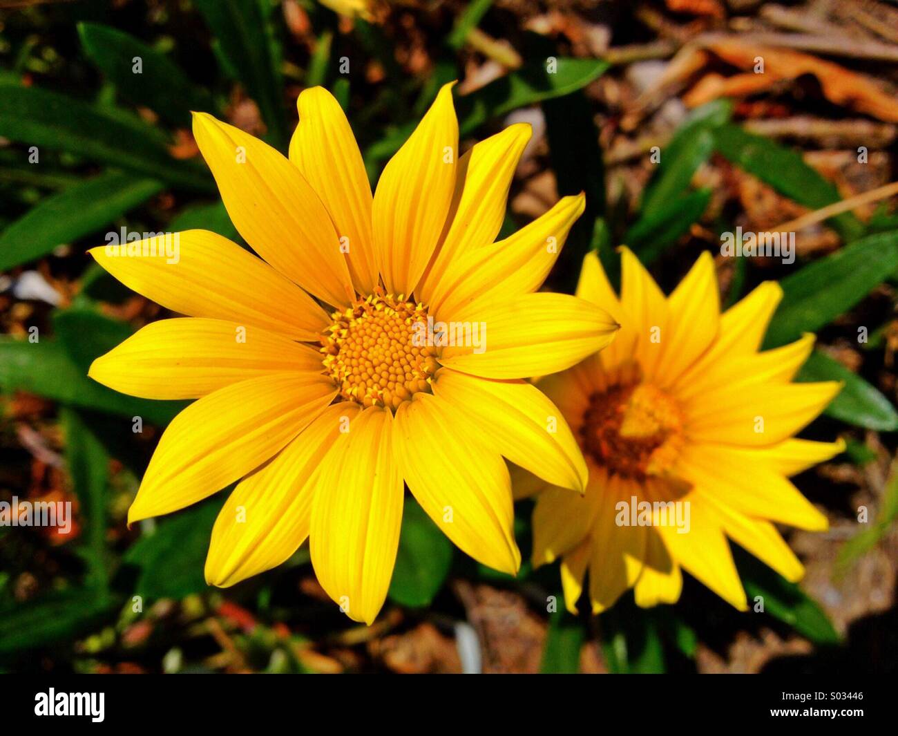 A flower blooms in a garden of green Stock Photo - Alamy