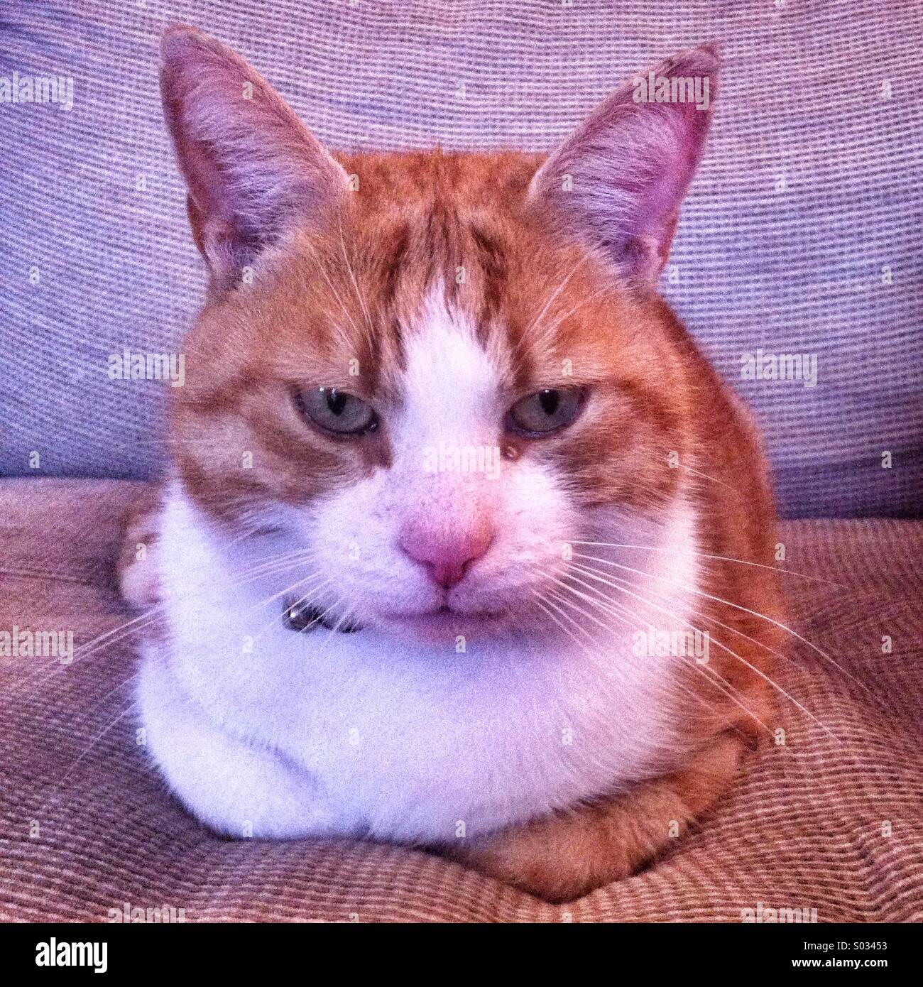 Ginger cat looking directly to the camera Stock Photo - Alamy