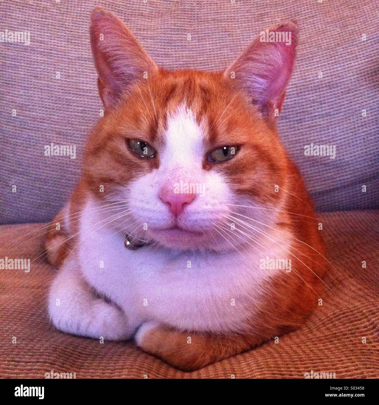 Ginger cat looking directly at the camera Stock Photo - Alamy