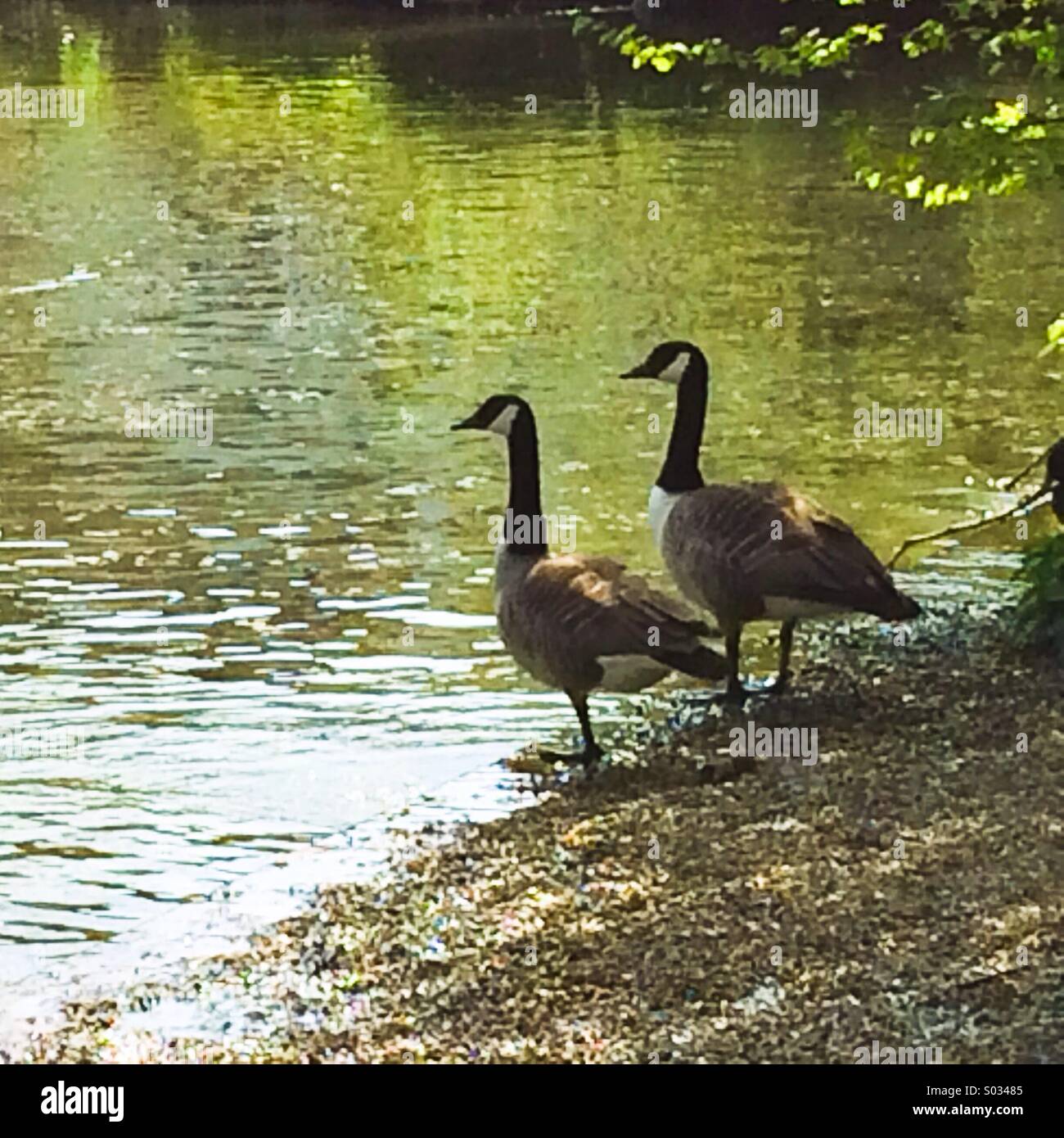 Two Canadian geese and pond Stock Photo - Alamy