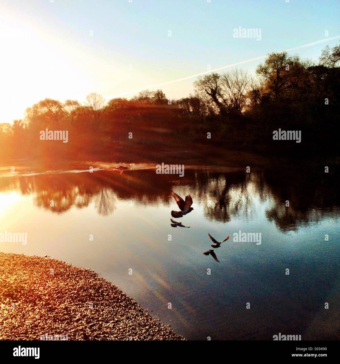 Birds over Thames at sunrise Stock Photo - Alamy