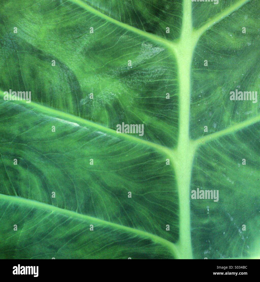 Leaf chlorophyll hi-res stock photography and images - Alamy