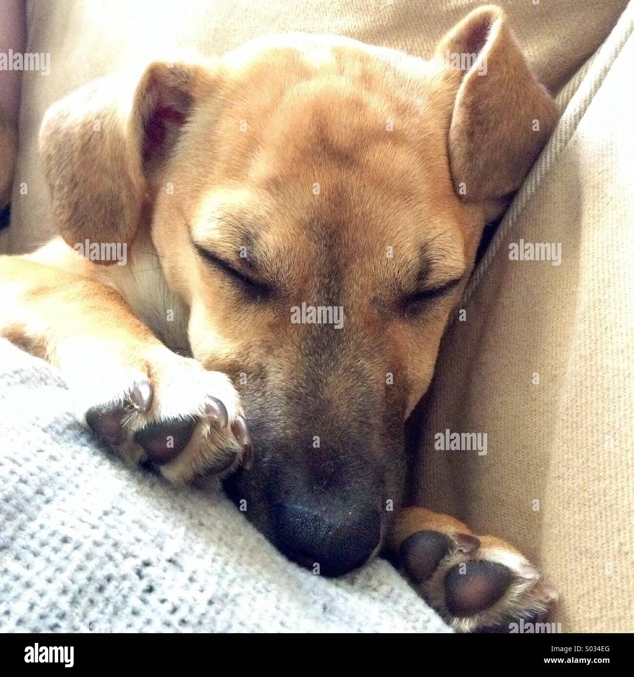 Sleeping jack russell dog hi-res stock photography and images - Alamy