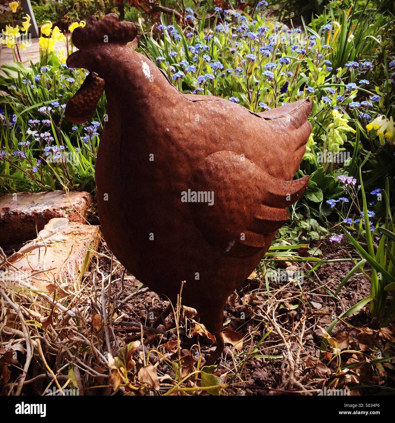 Rusty chicken in the flower bed Stock Photo - Alamy