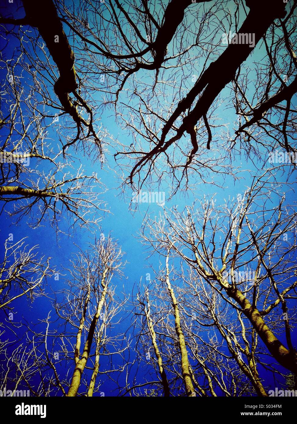 Trees in light and shade Stock Photo - Alamy