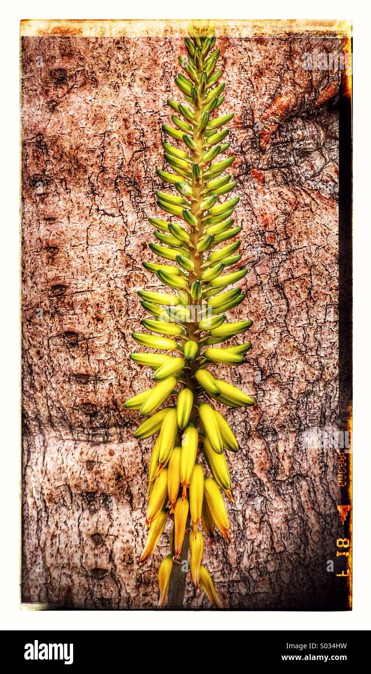 Aloe Vera Flower Spike Stock Photo - Alamy