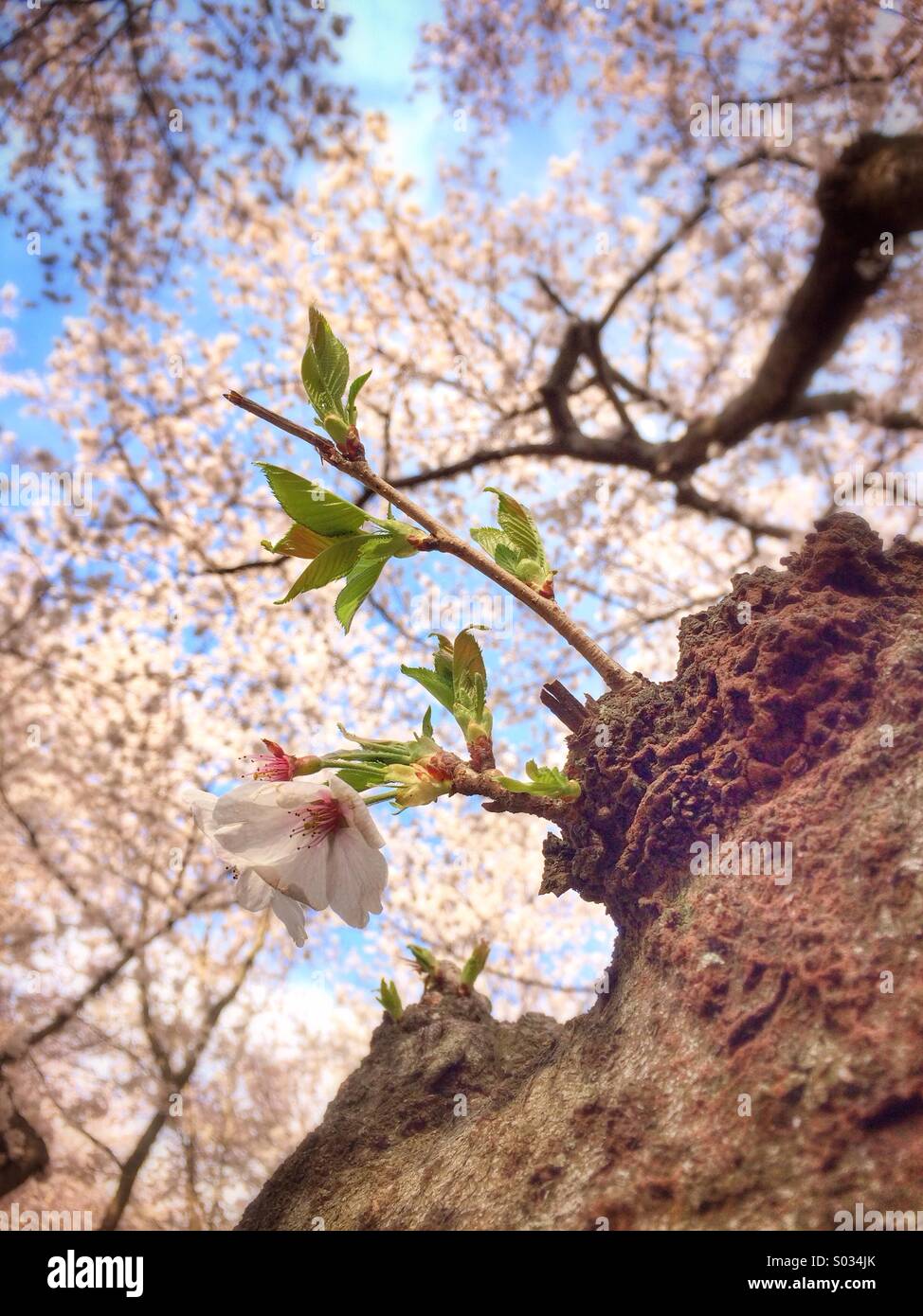 Spring in japan hi-res stock photography and images - Alamy