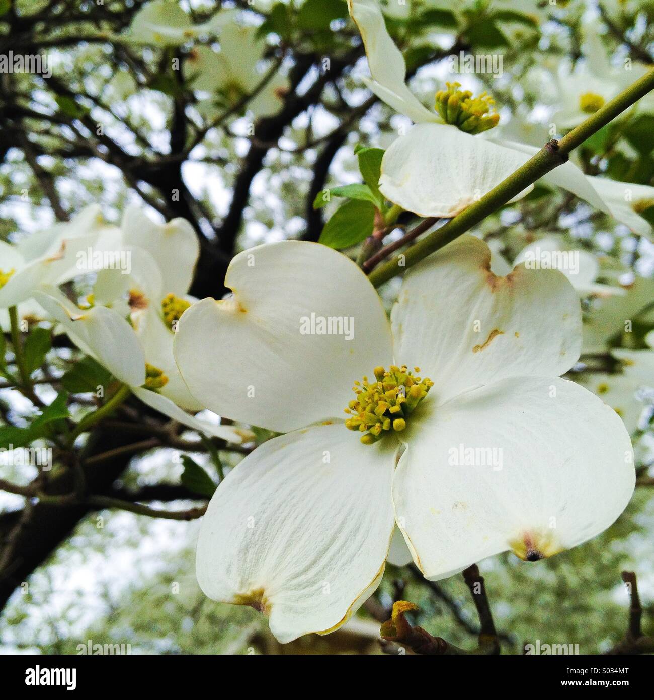 Life blooms hi-res stock photography and images - Alamy