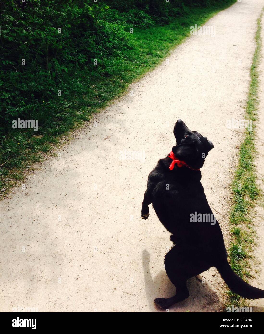 Excited dog hi-res stock photography and images - Alamy