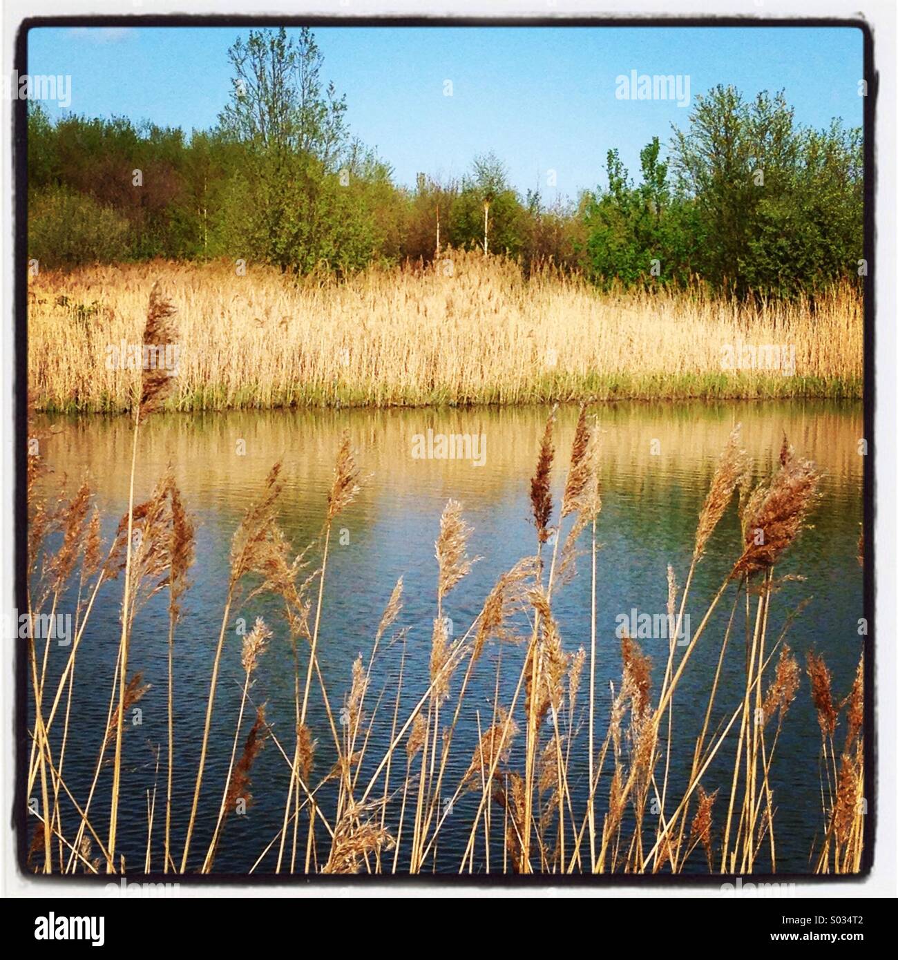 Waterside rushes hi-res stock photography and images - Alamy