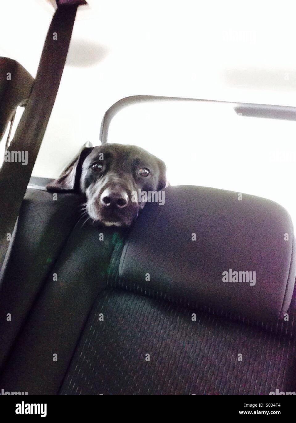 Dog with owner sad hi-res stock photography and images - Alamy