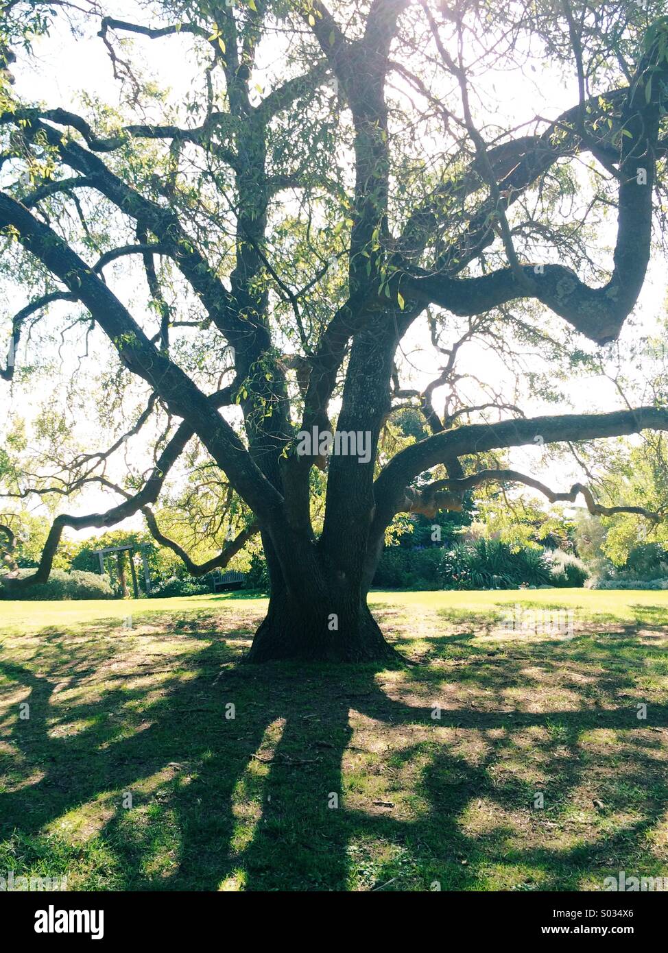 Large tall tree hi-res stock photography and images - Alamy