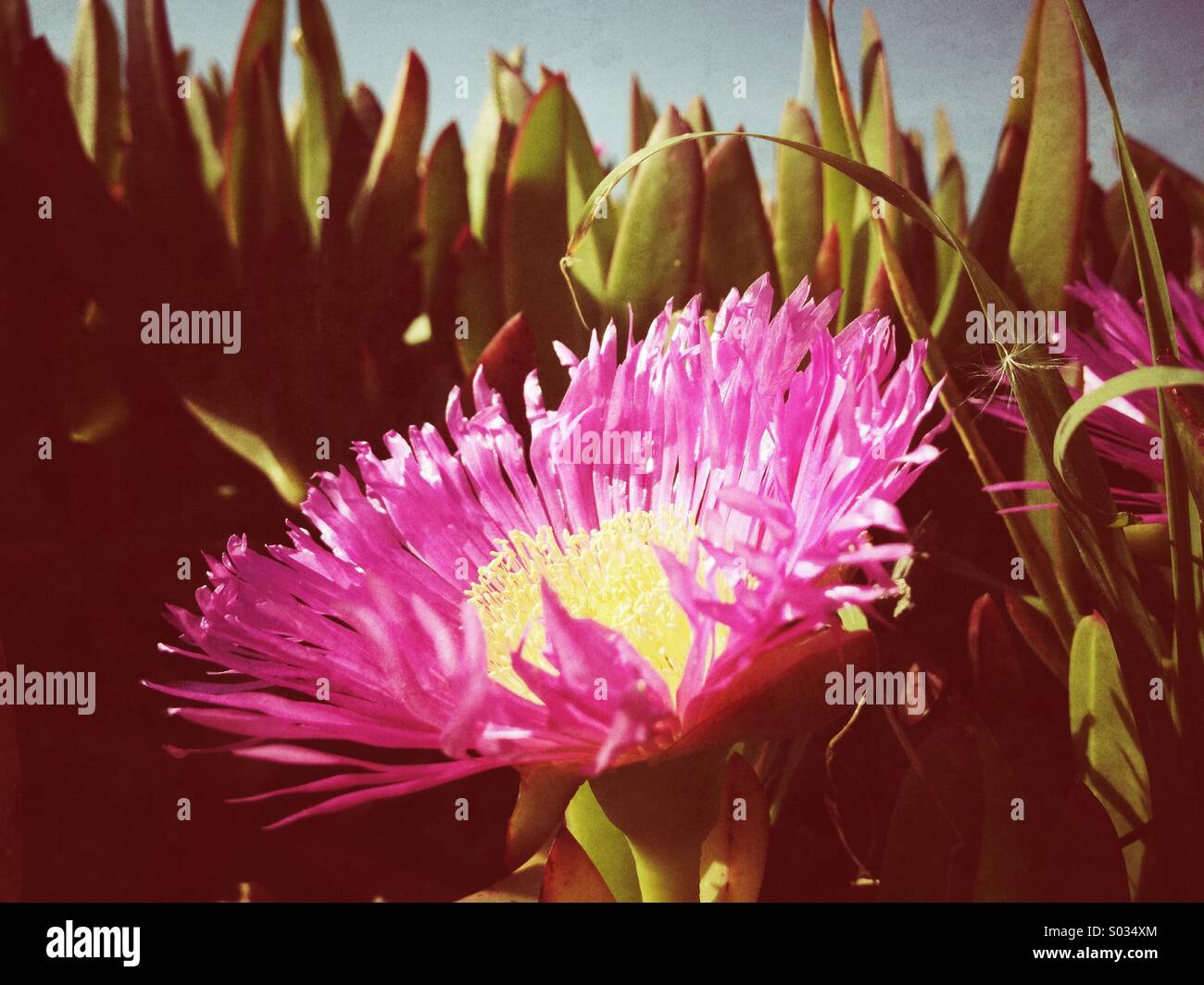 Flower hi-res stock photography and images - Alamy