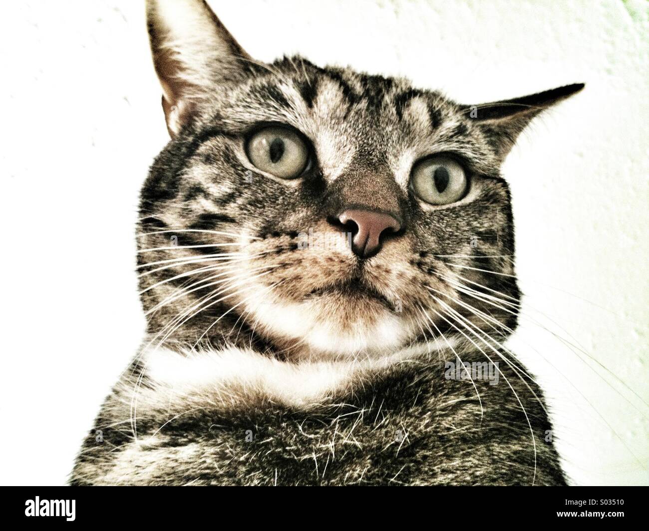Tabby cat portrait Stock Photo - Alamy