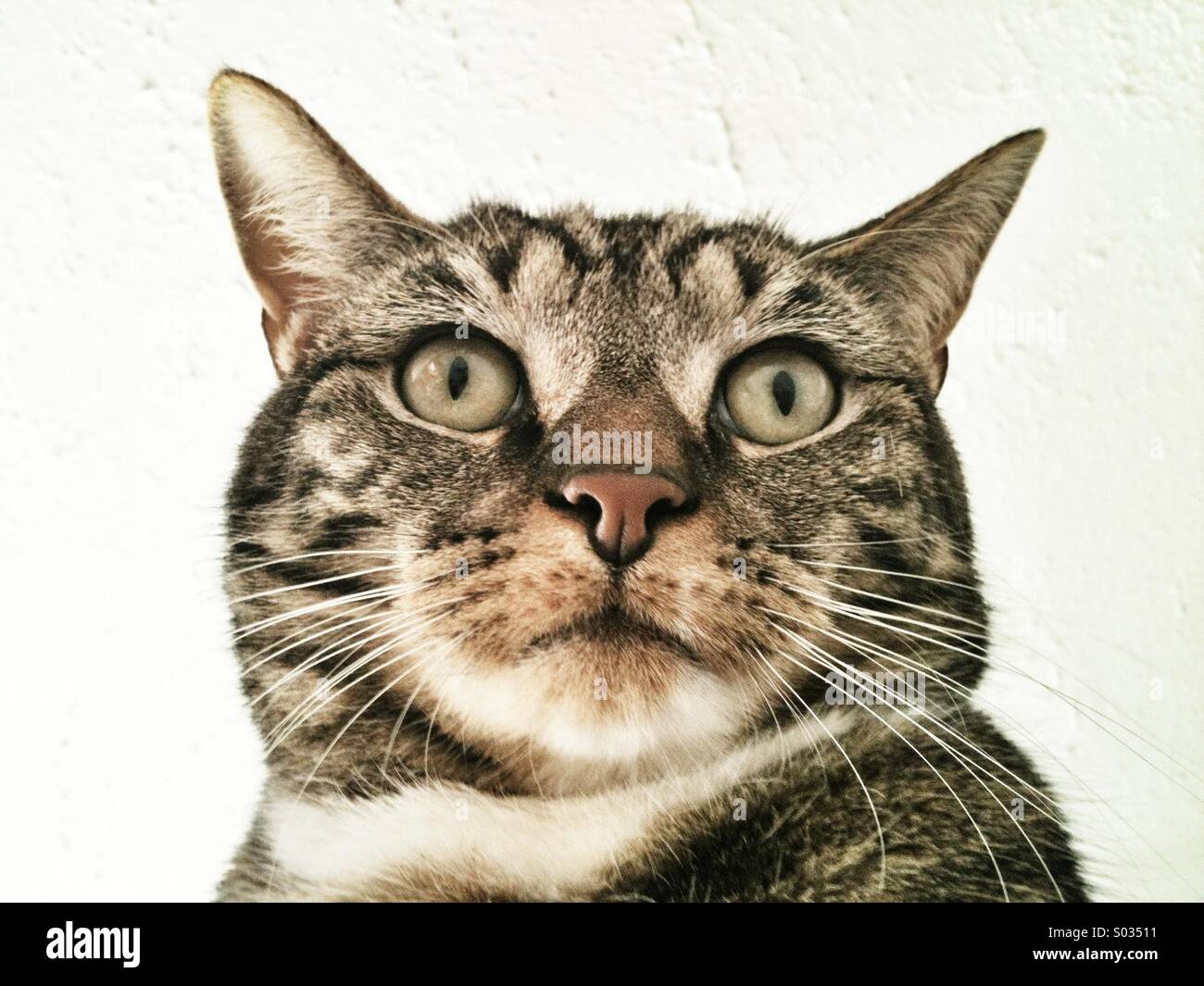 Tabby cat portrait Stock Photo - Alamy