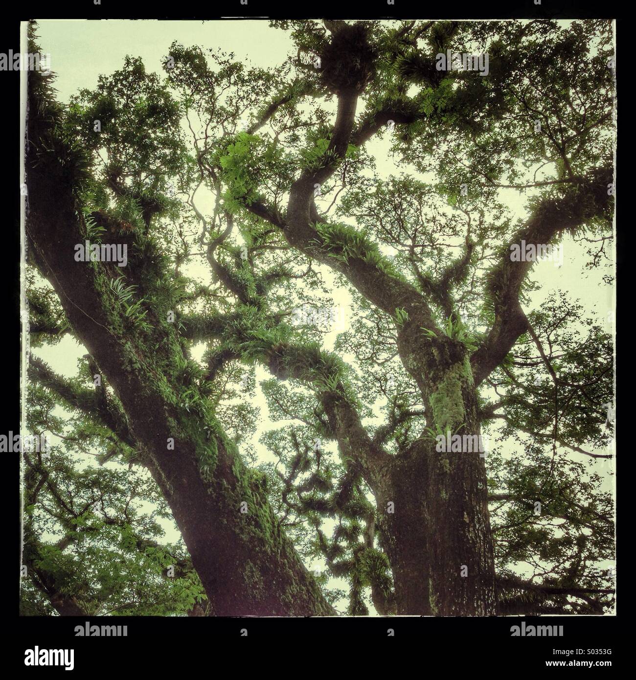 Tree rainforest canopy hi-res stock photography and images - Alamy