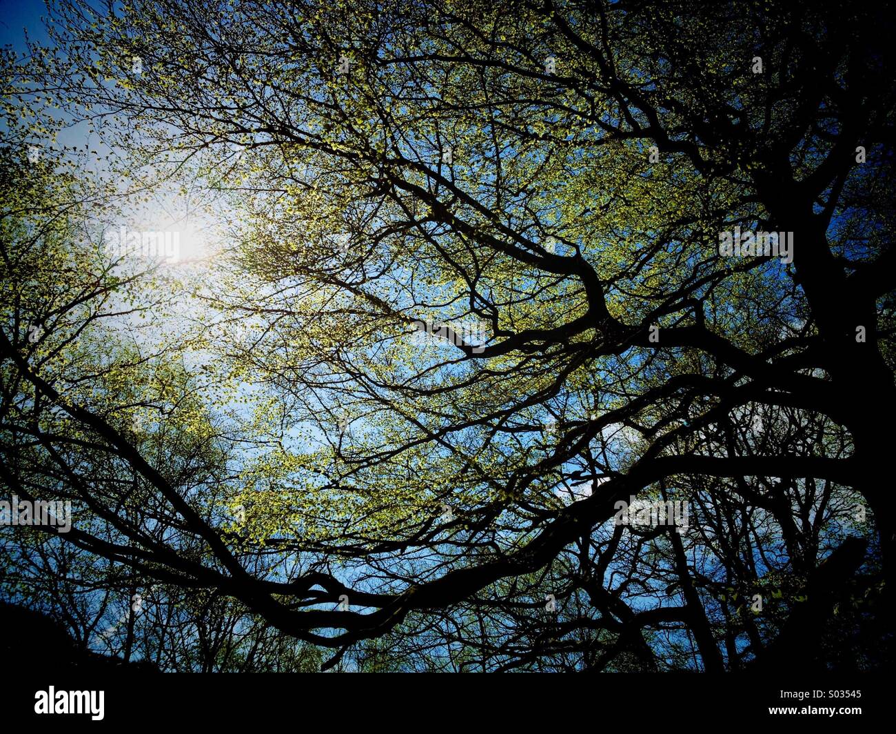 Backlit leaves on tree Stock Photo - Alamy